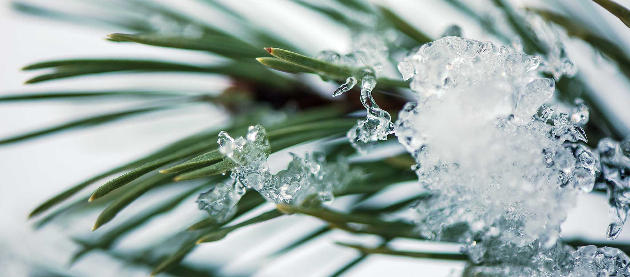 Counsellor FAQs | EBUS Academy