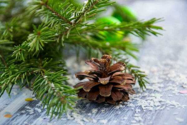Winter Break | EBUS Academy